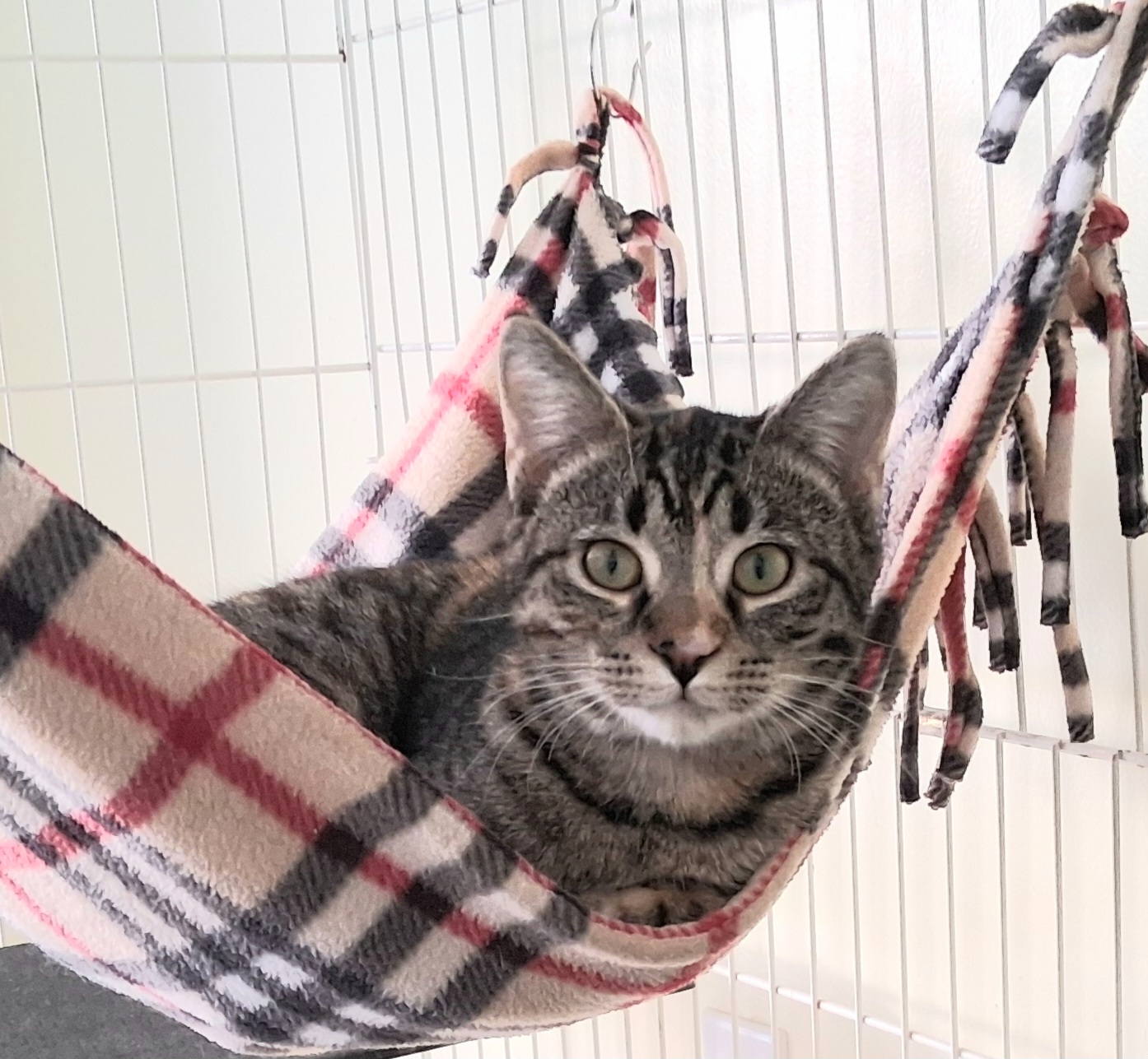 Ezme Is WSCR Cat Of Week | News, Sports, Jobs - Post Journal